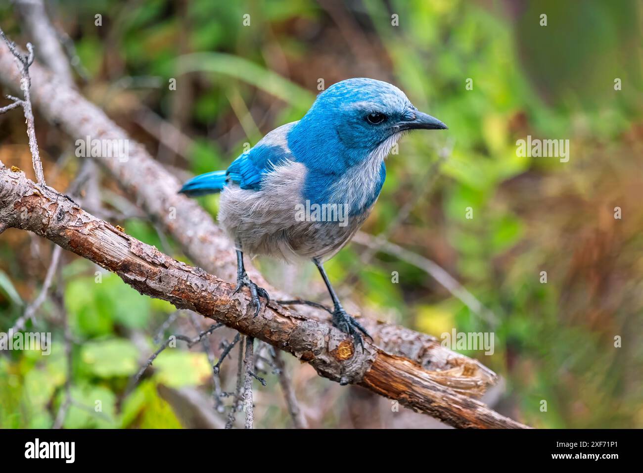 Florida scrub jay, Florida Stock Photo - Alamy