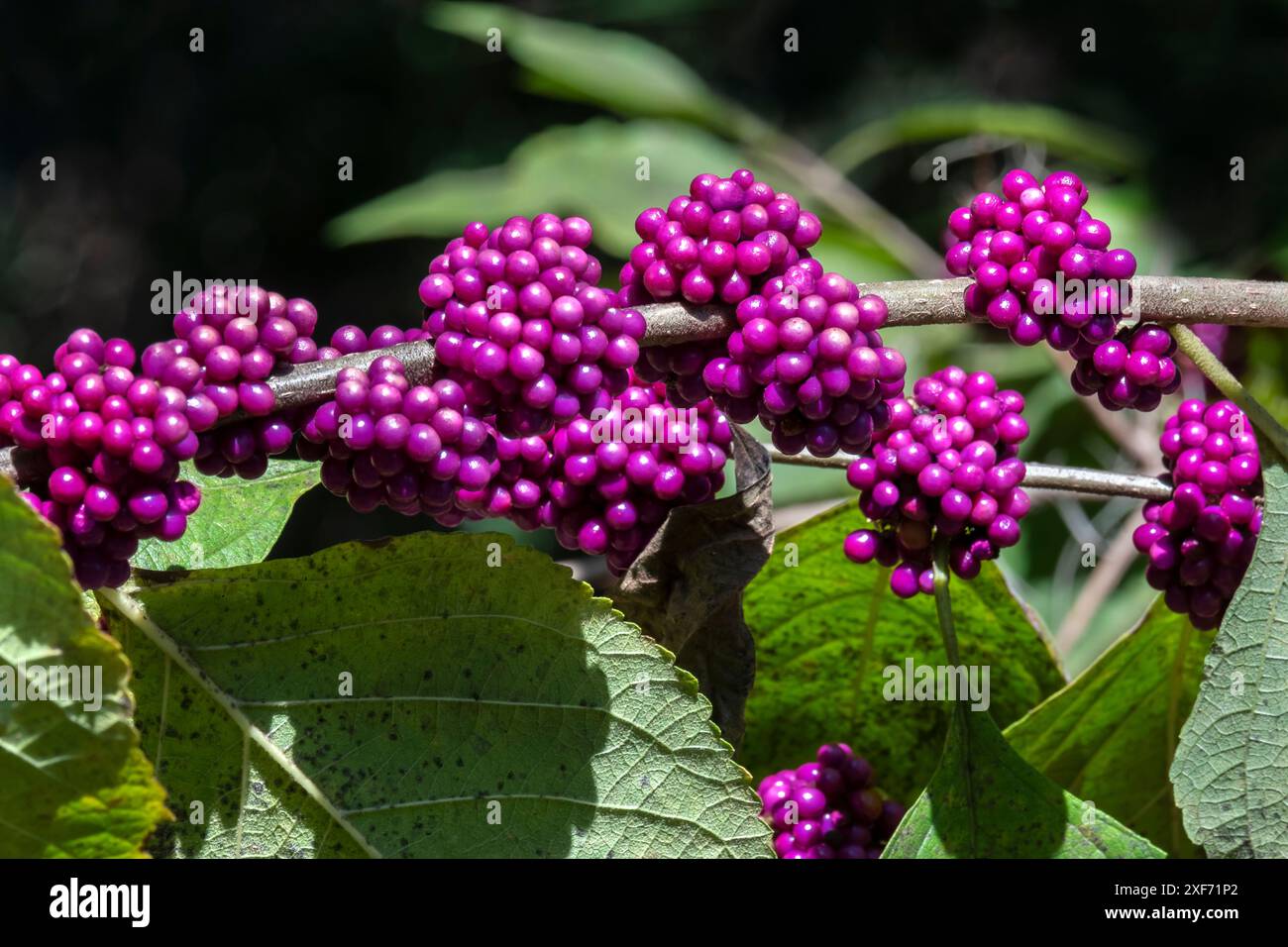 Beautyberry bush detail, Florida Stock Photo - Alamy