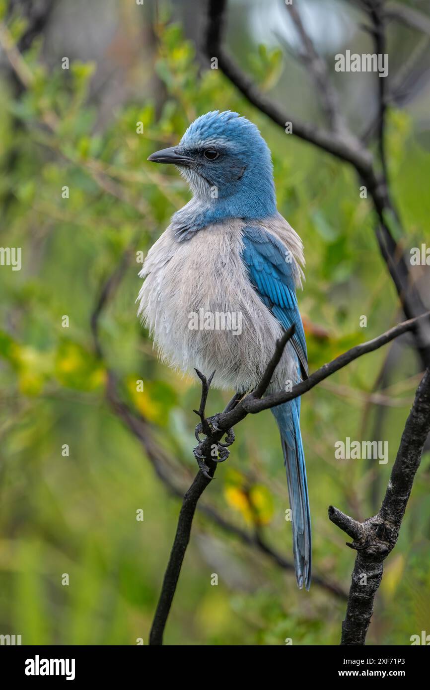 Florida scrub jay, Florida Stock Photo - Alamy