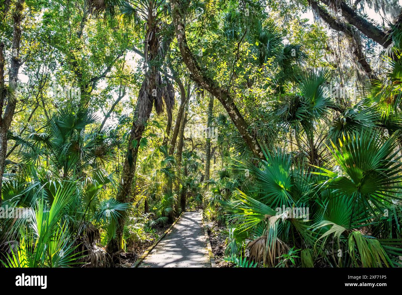 Enchanted forest nature sanctua hi-res stock photography and images - Alamy