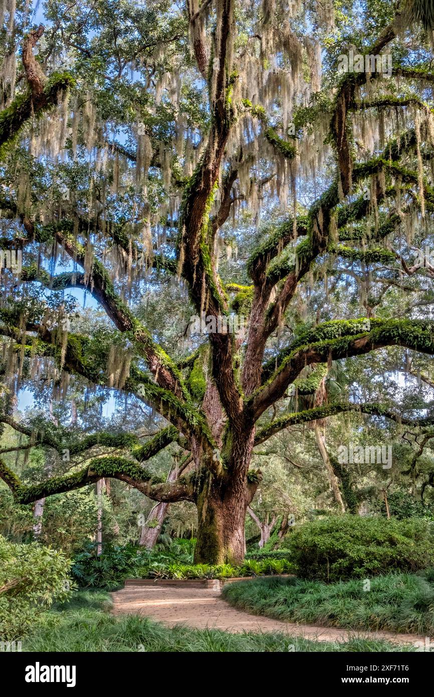 Live oak trees, Washington Oaks Gardens State Park, Palm Coast, Florida ...