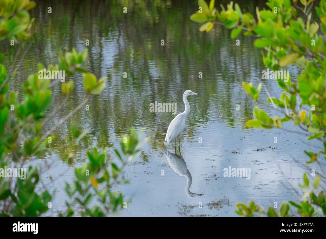 Rare great white egret ardea hi-res stock photography and images - Alamy