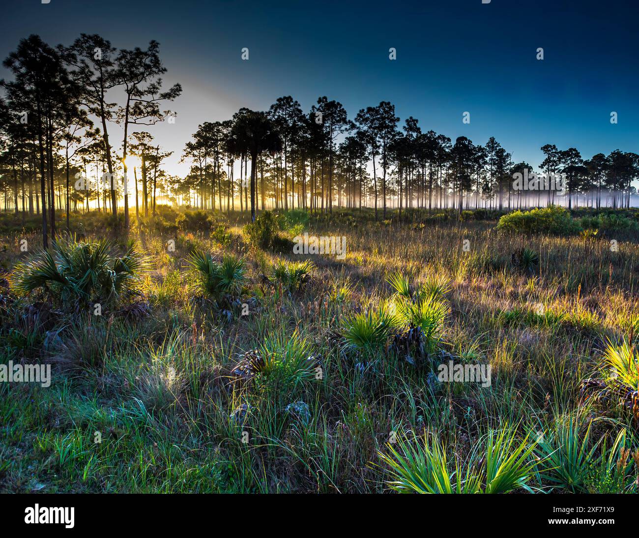 Florida panther in tree hi-res stock photography and images - Alamy