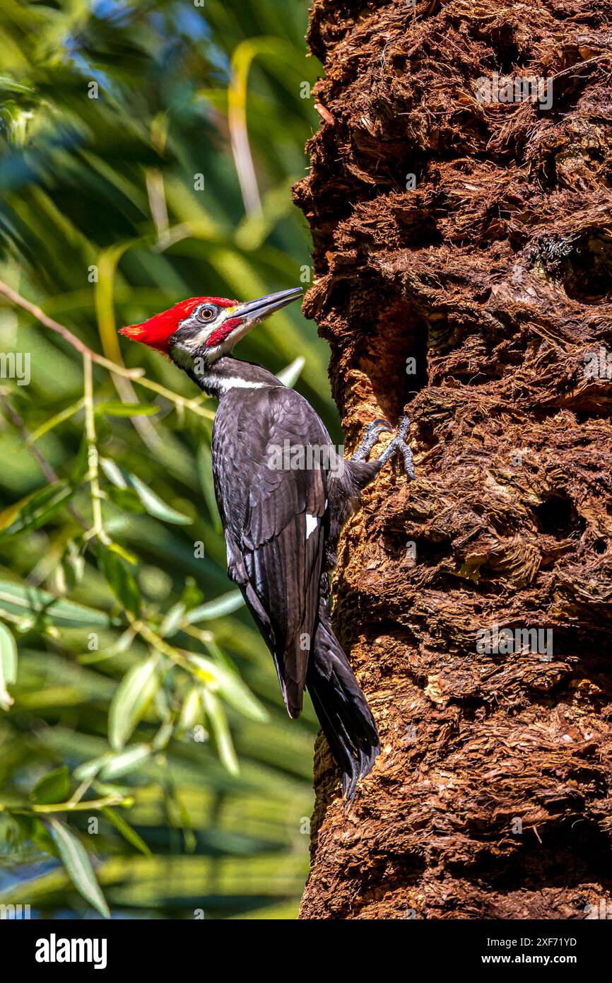 Pileated woodpecker tending to nest cavity in a cabbage palm Stock ...