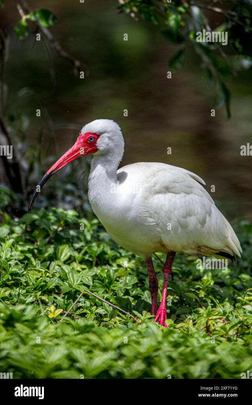 White ibis in breeding colors Stock Photo - Alamy