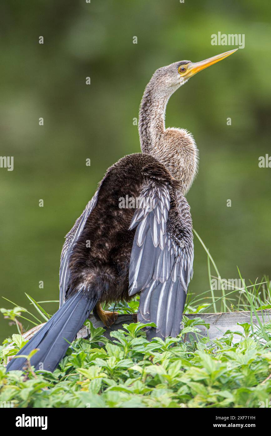 Juvenile anhinga hi-res stock photography and images - Alamy