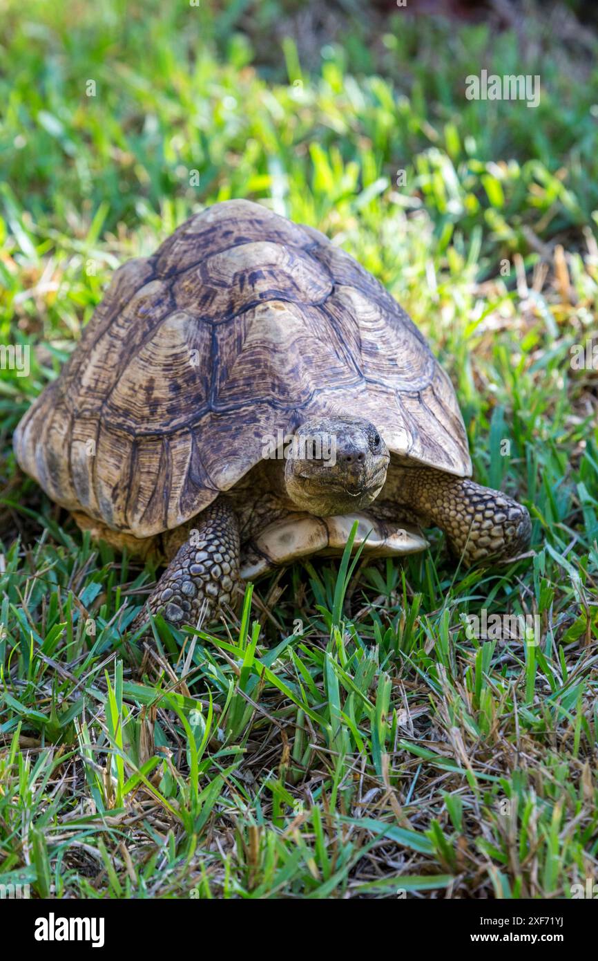 African leopard tortoise hi-res stock photography and images - Alamy