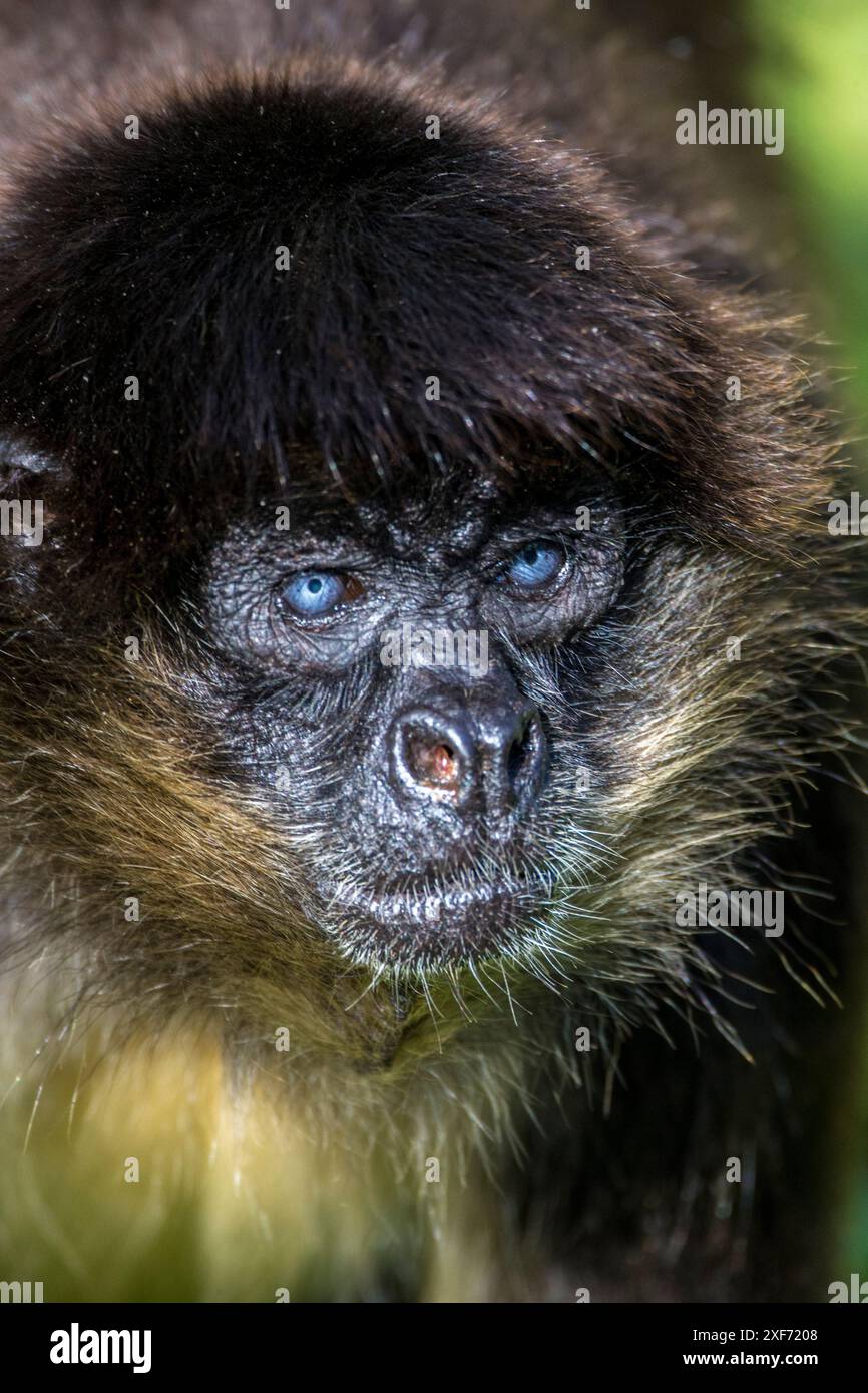 Spider monkey with deep blue eyes Stock Photo - Alamy