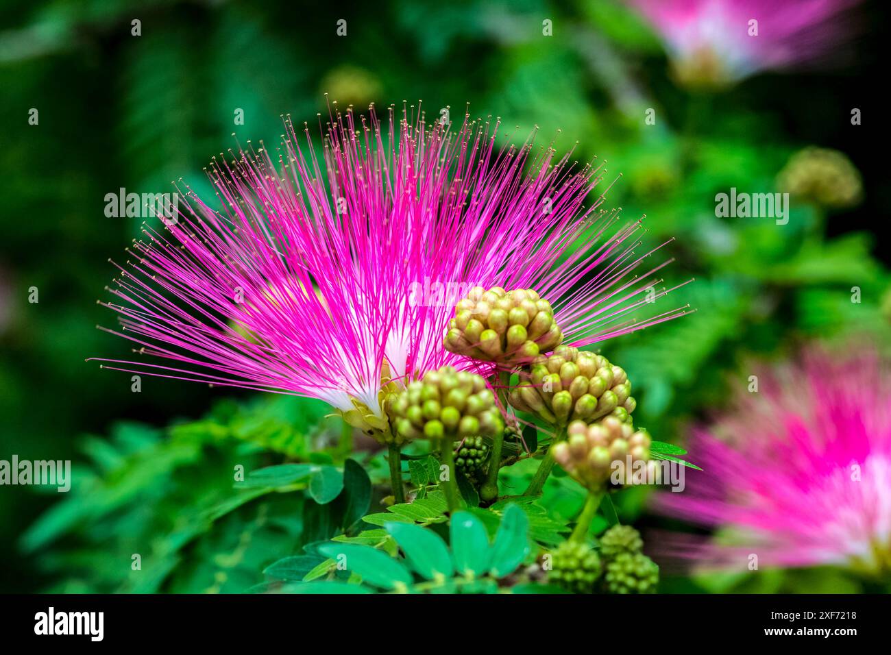 Mimosa tree in bloom Stock Photo - Alamy