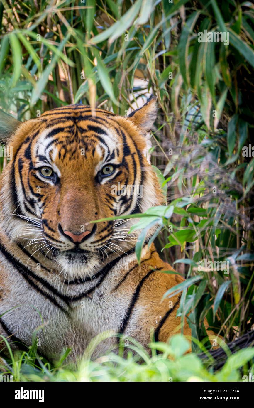 A male Malayan tiger stares Stock Photo - Alamy