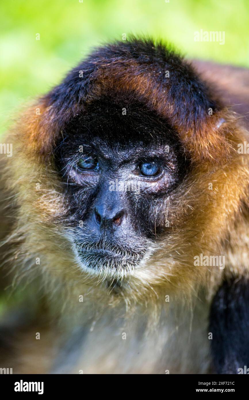 Spider monkey with deep blue eyes Stock Photo - Alamy