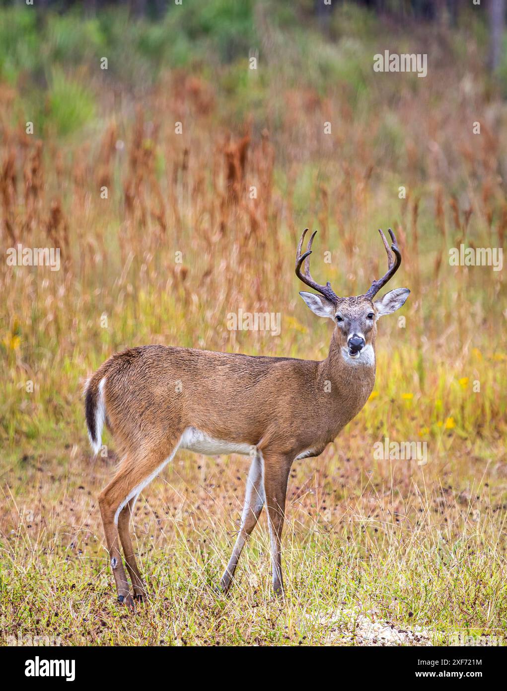 Male white-tailed deer in southwest Florida Stock Photo - Alamy