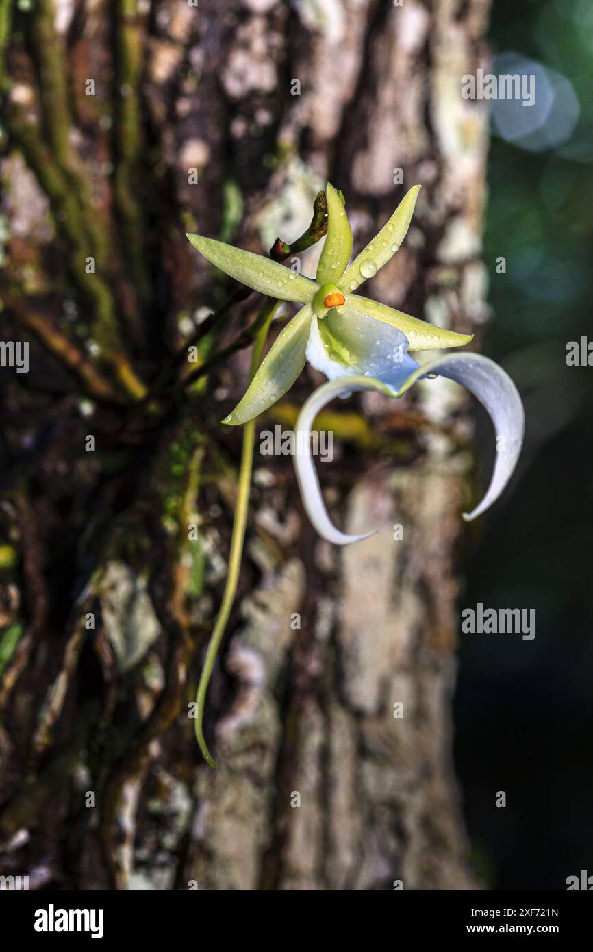 The ghost orchid is one of the rarest and most coveted of all wild ...