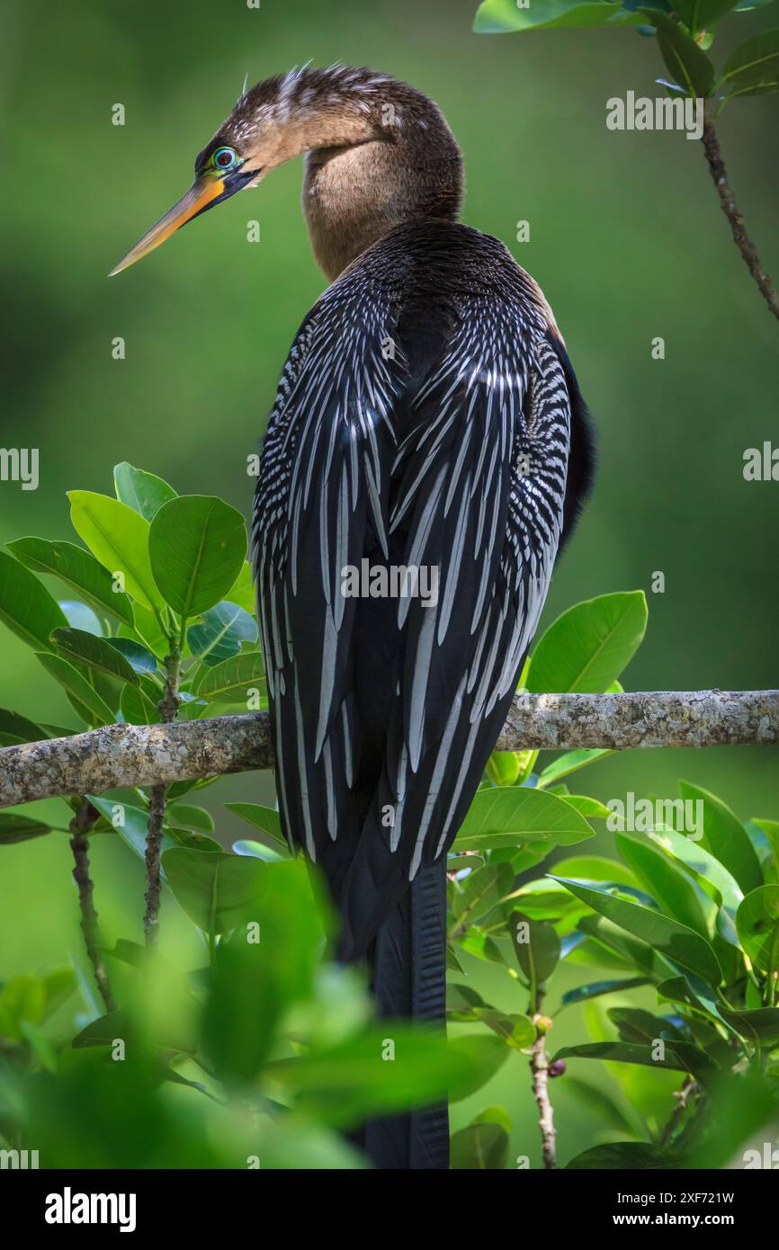 Female anhinga florida hi-res stock photography and images - Alamy