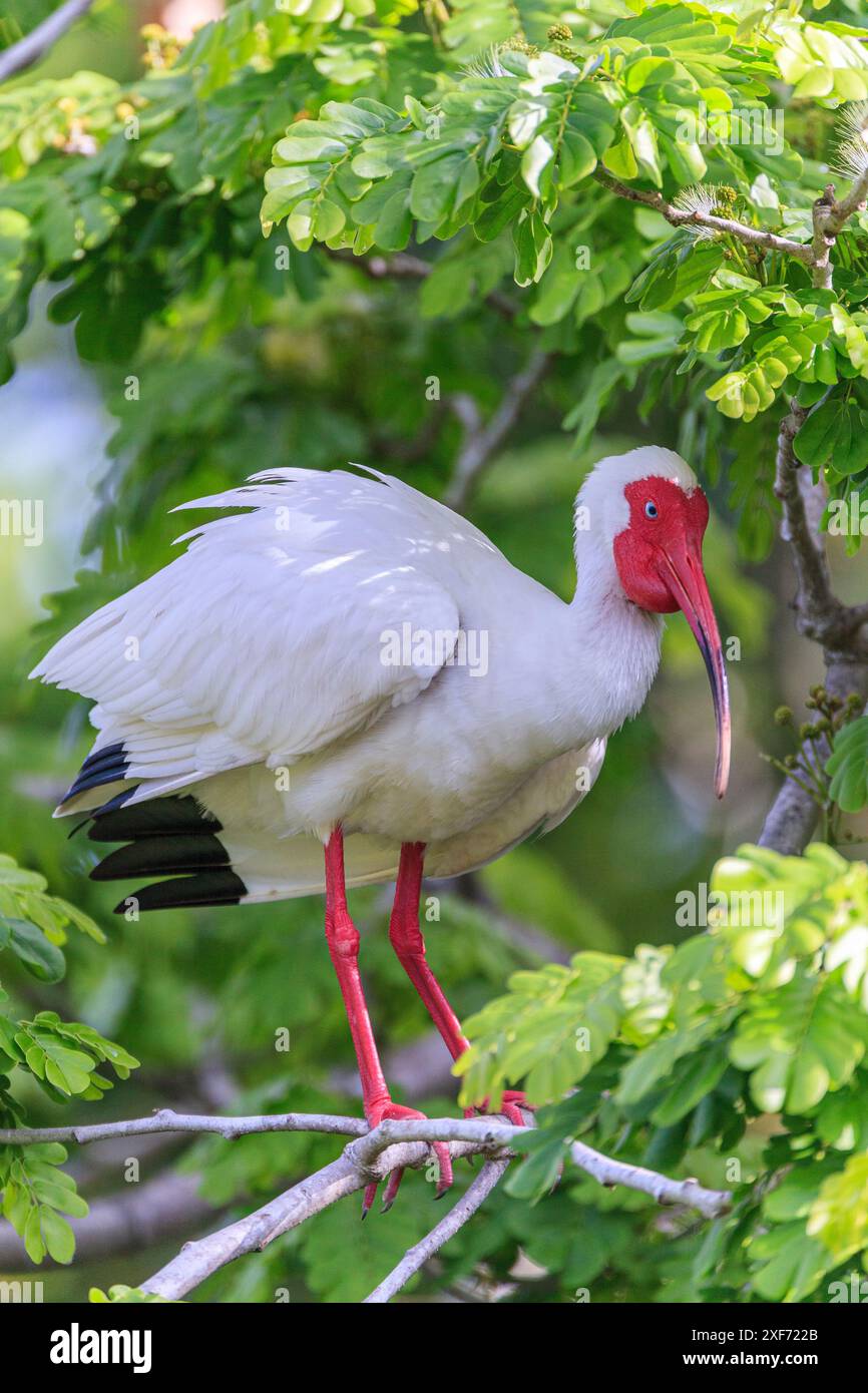 White ibis in breeding colors Stock Photo - Alamy