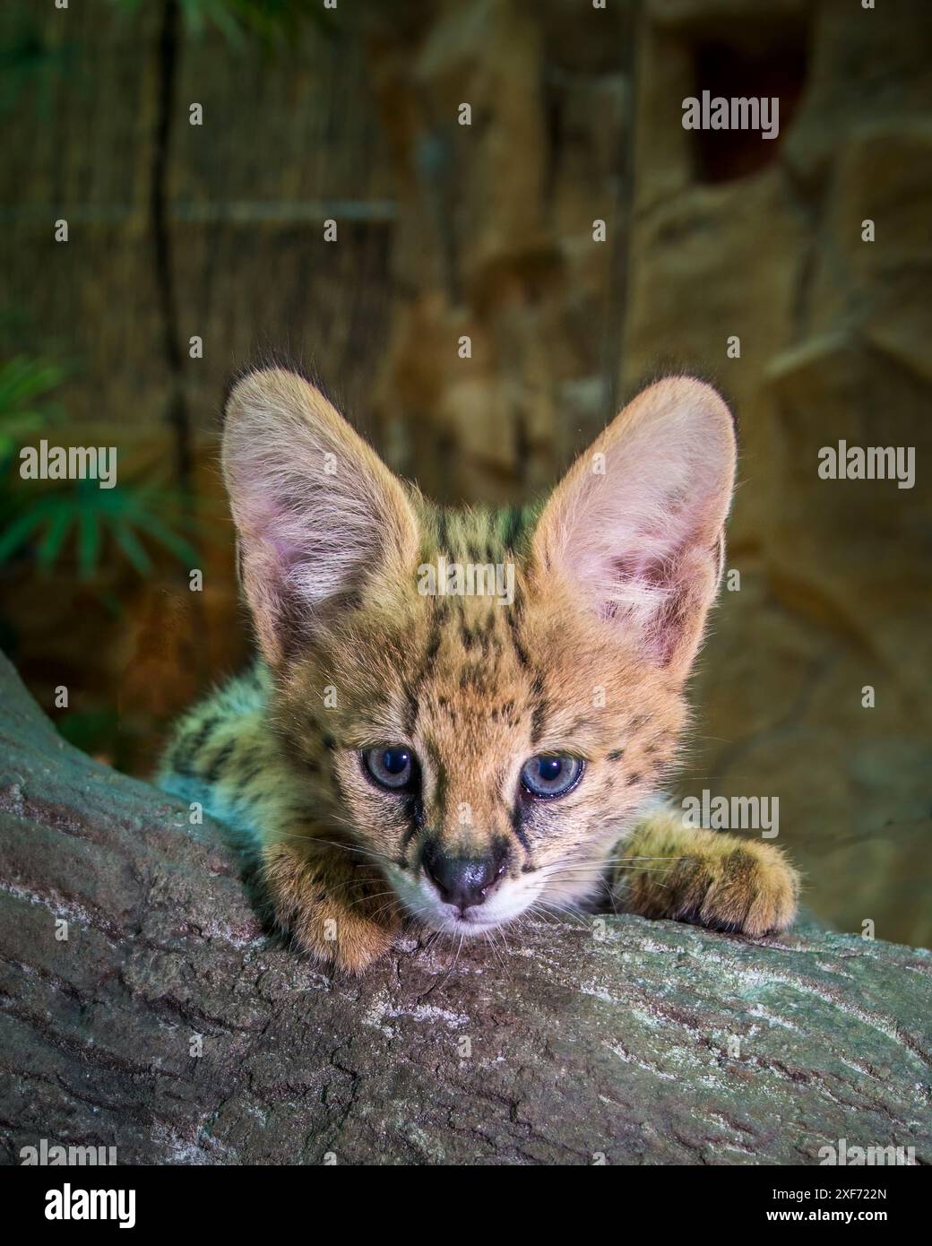 An African serval kitten poses for a close-up Stock Photo - Alamy