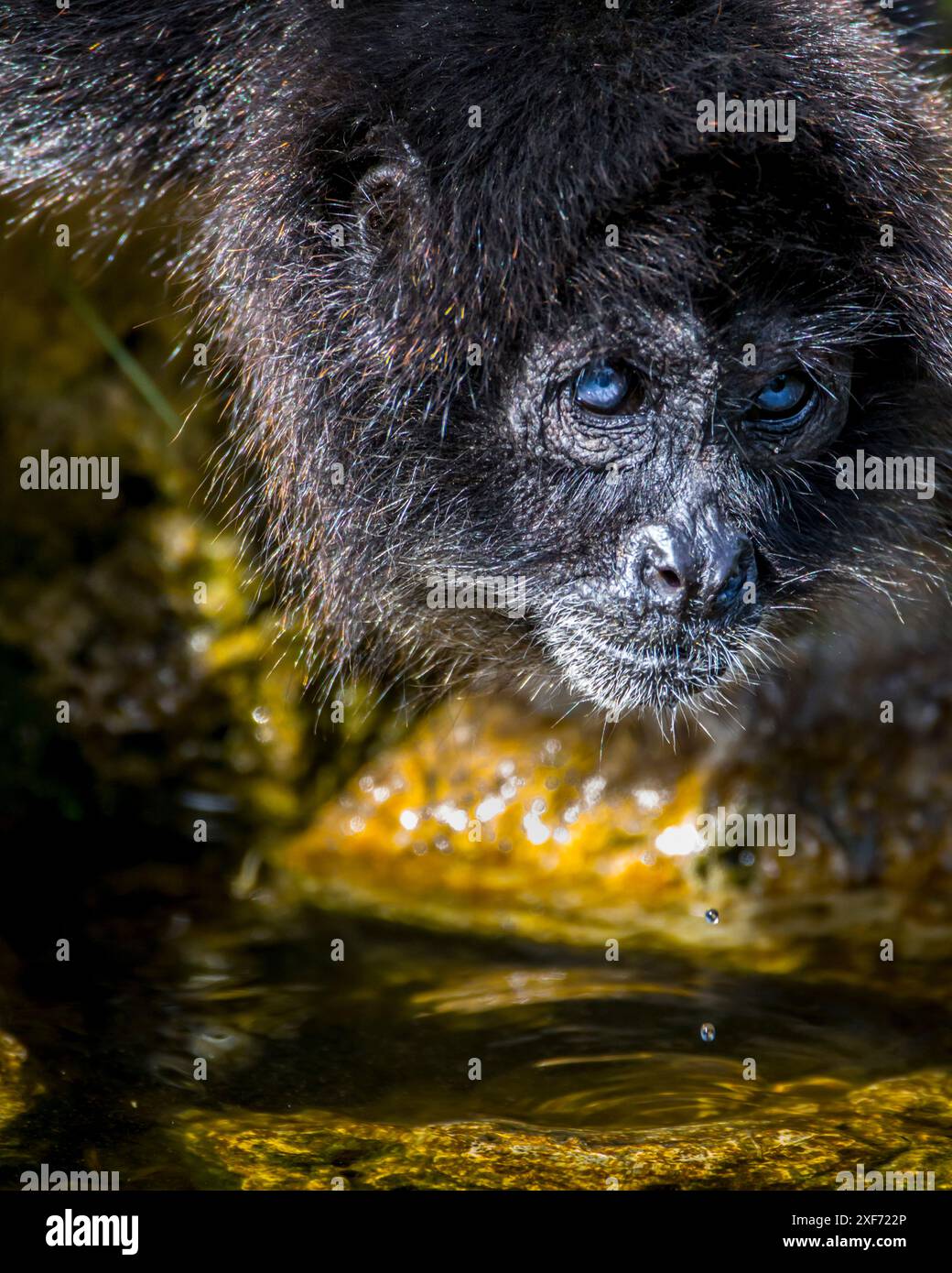 Spider monkey with deep blue eyes Stock Photo - Alamy