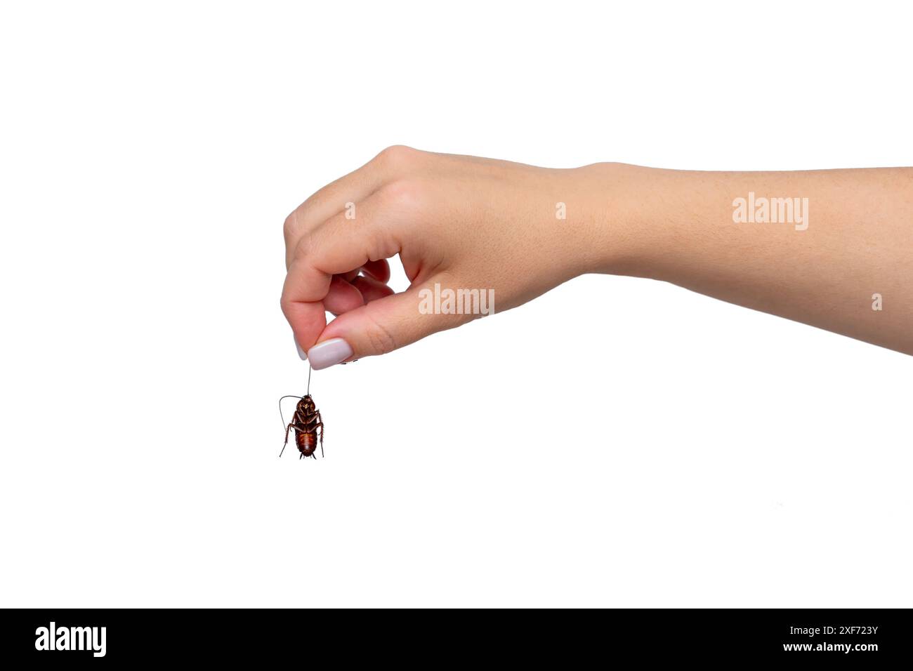 Female hand holding big dead cockroach isolated on white background ...