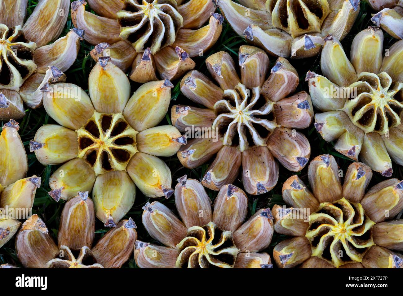 USA, Hawaii, Maui. Seed pods open in circular design Stock Photo - Alamy