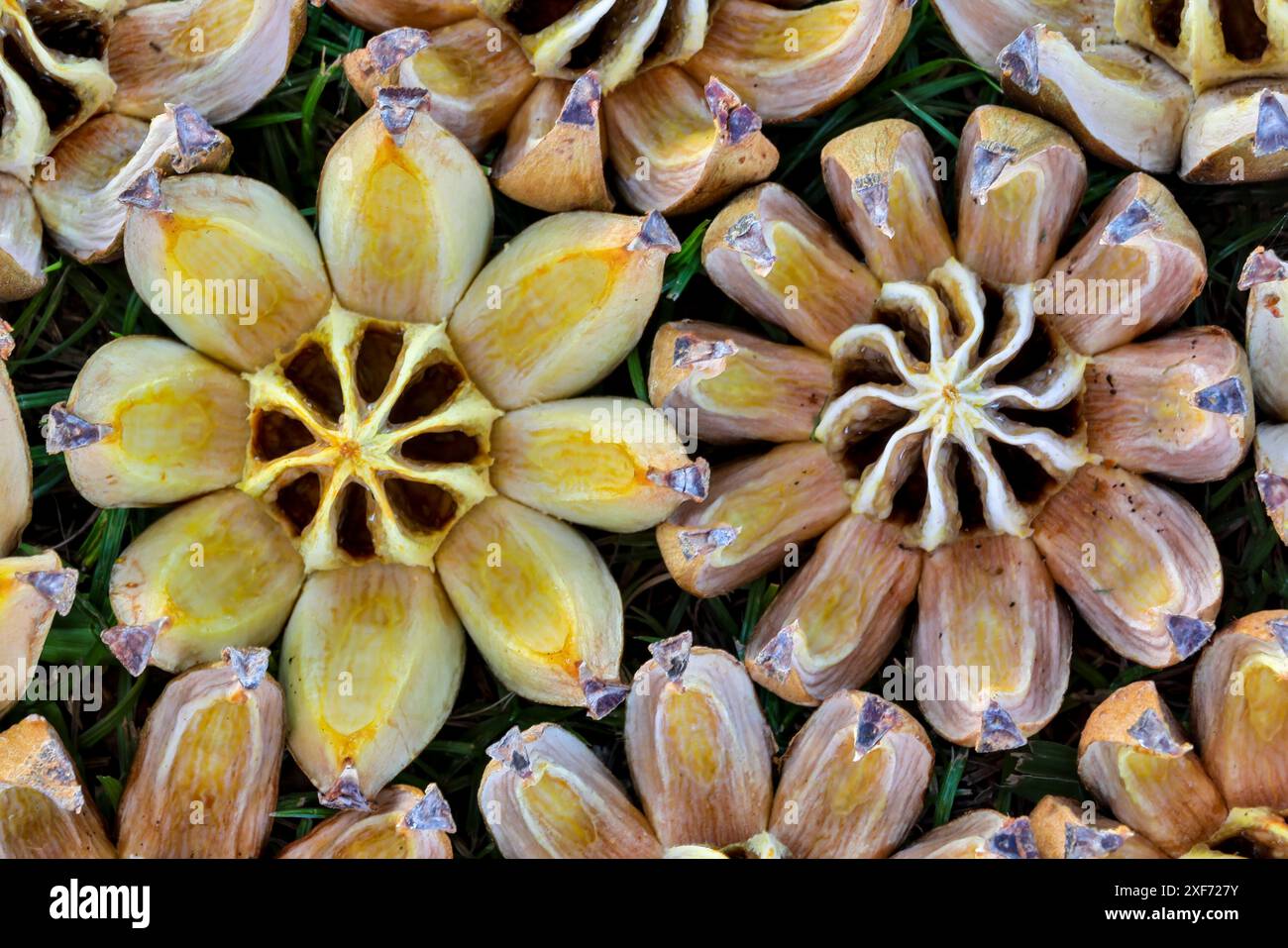 Circular pod hi-res stock photography and images - Alamy