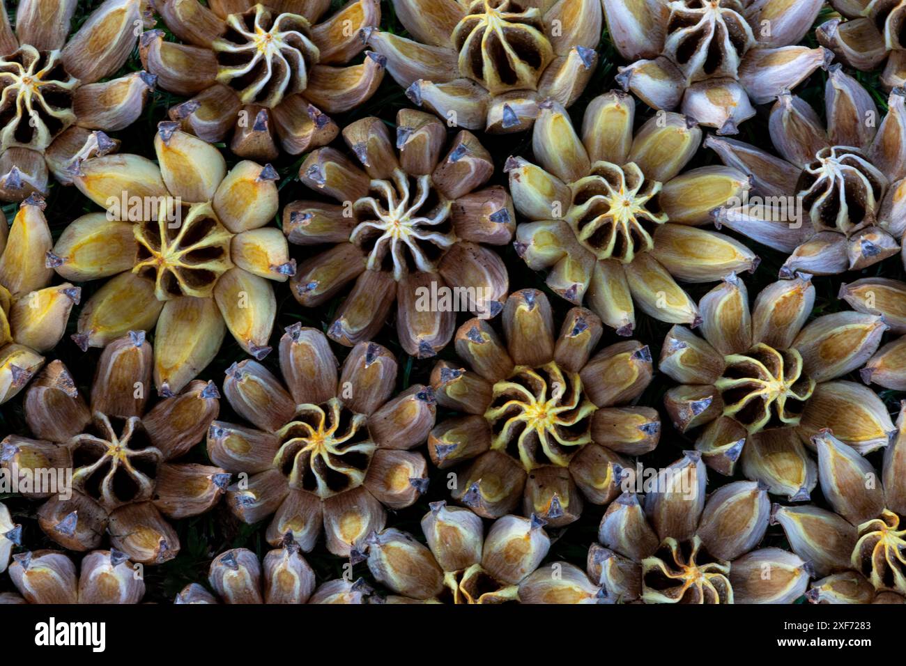 Circular pod hi-res stock photography and images - Alamy