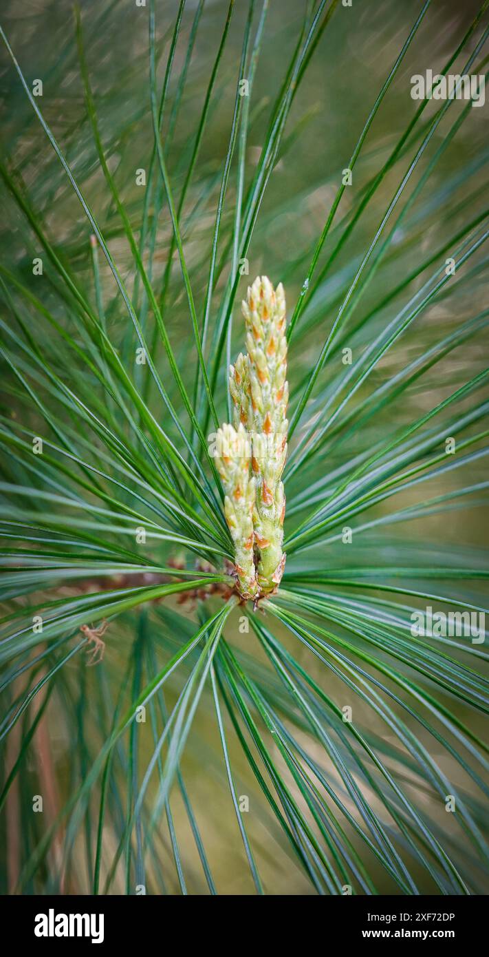 Close up budding pine hi-res stock photography and images - Alamy