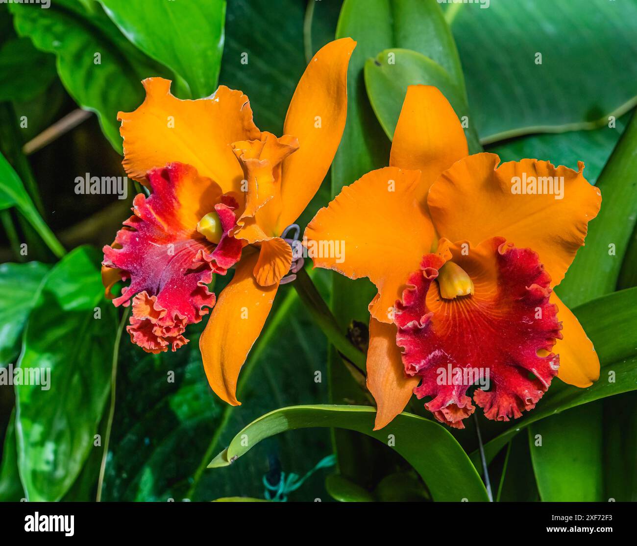 Colorful cattleya terrestrial orchid flower, Honolulu, Hawaii Stock ...