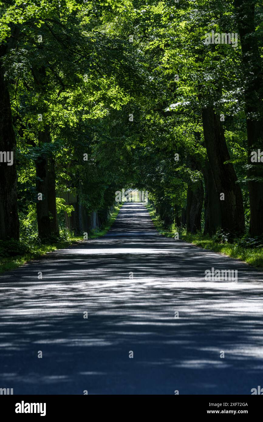 Beautiful tree-lined country road with sunlight filtering through the ...