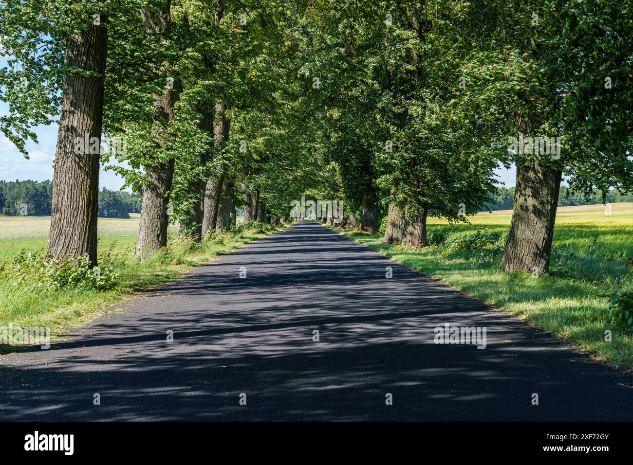 Treelined driveway hi-res stock photography and images - Alamy