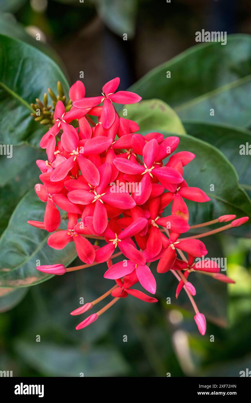 Red Jasmine Plant