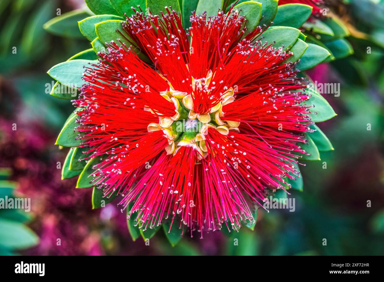 Native hawaiians hi-res stock photography and images - Alamy