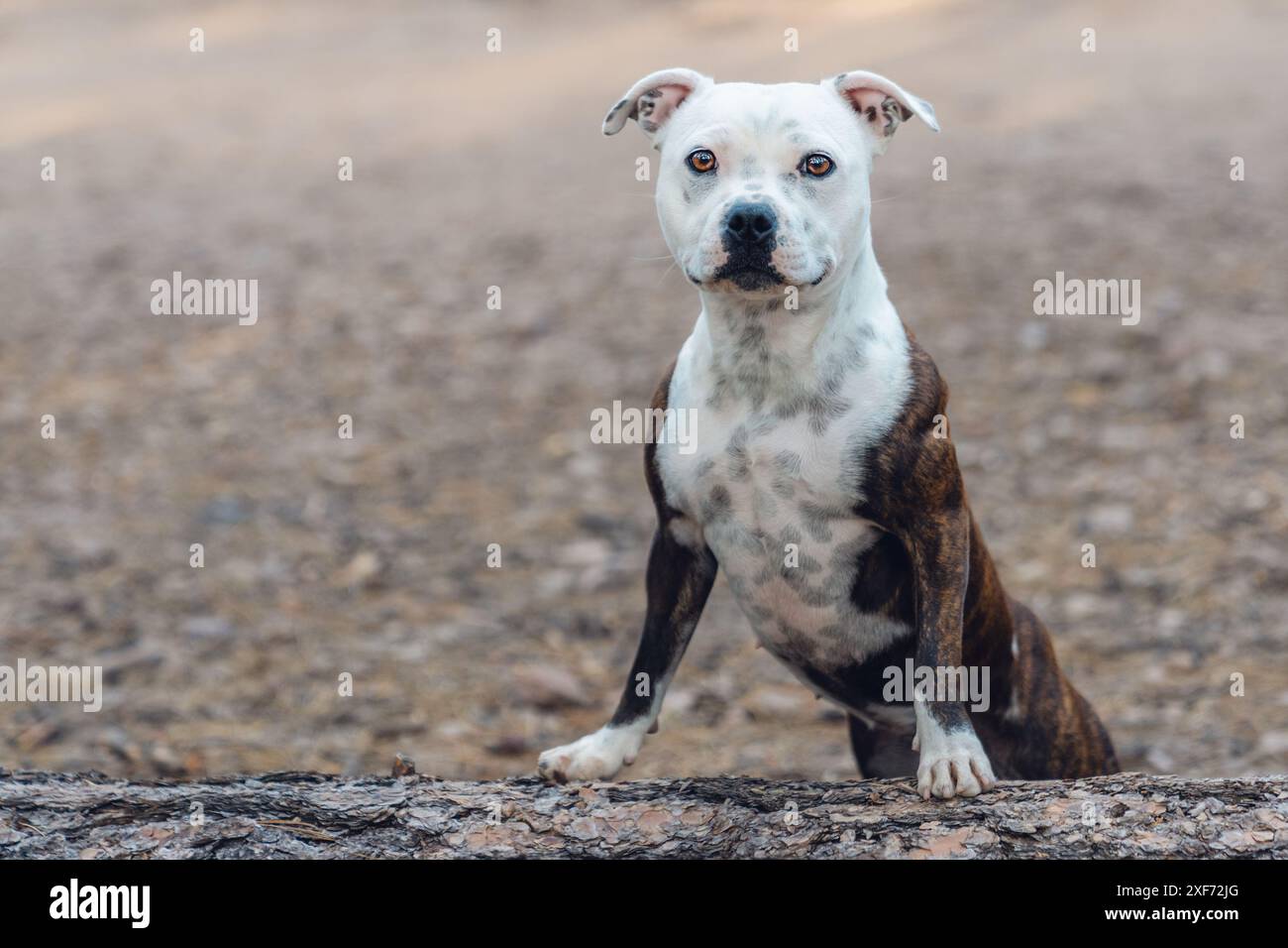 Brindle and white Staffordshire Bull Terrier posed on a log in the ...