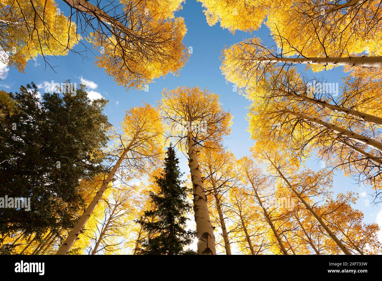 USA, Idaho, Targhee National Forest. Looking up through Quaking Aspens ...