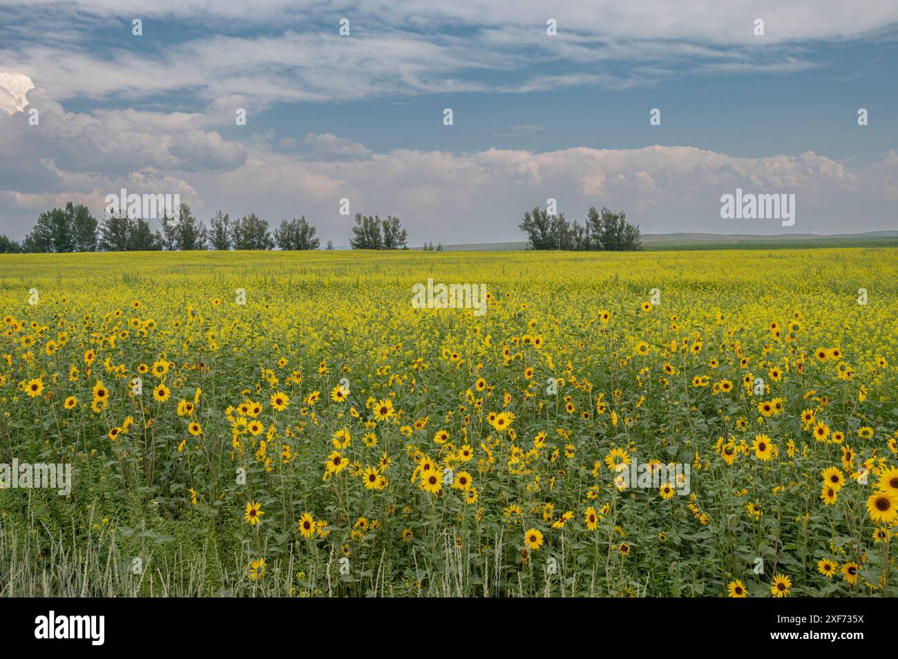 USA, Idaho. Field of common sunflower grown as a crop along Highway 33 ...