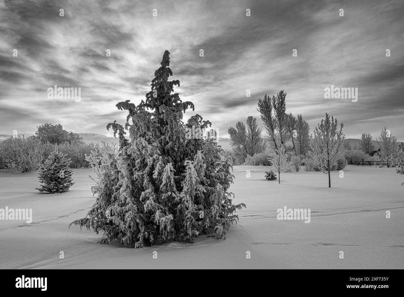 USA, Idaho. Trees covered with new snow and rime, Teton Valley Stock ...