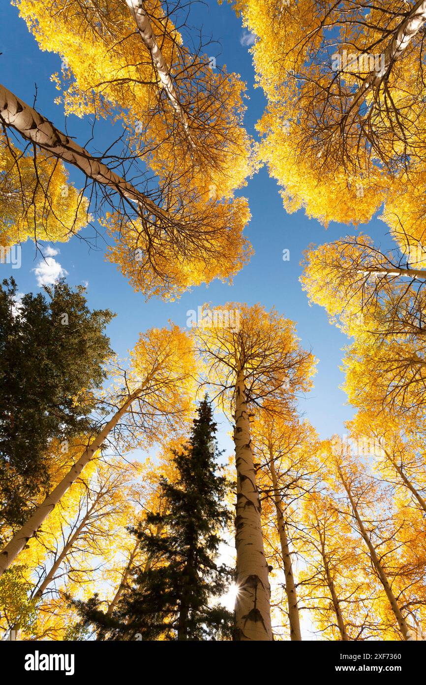 USA, Idaho, Targhee National Forest. Looking up through Quaking Aspens ...