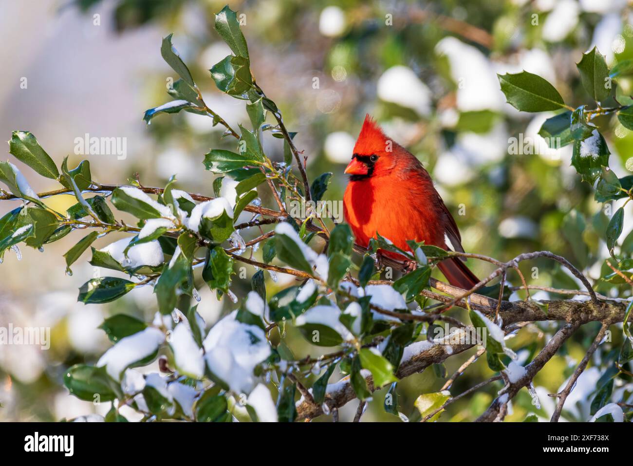 Northern cardinal male in American holly tree in winter, Marion County ...