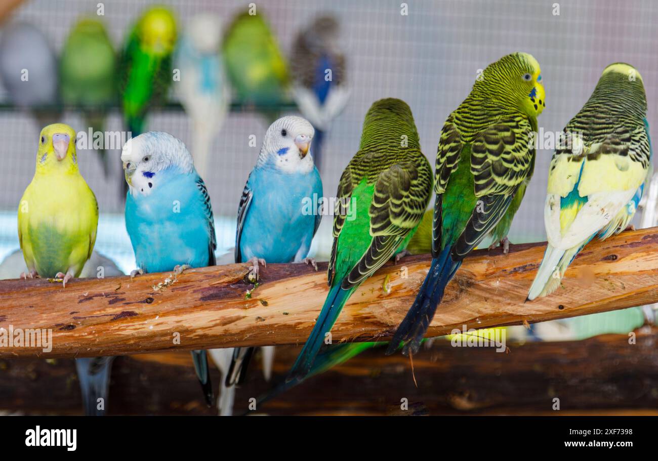 USA, Indiana, Indianapolis. Parakeets on display at Indiana State Fair ...