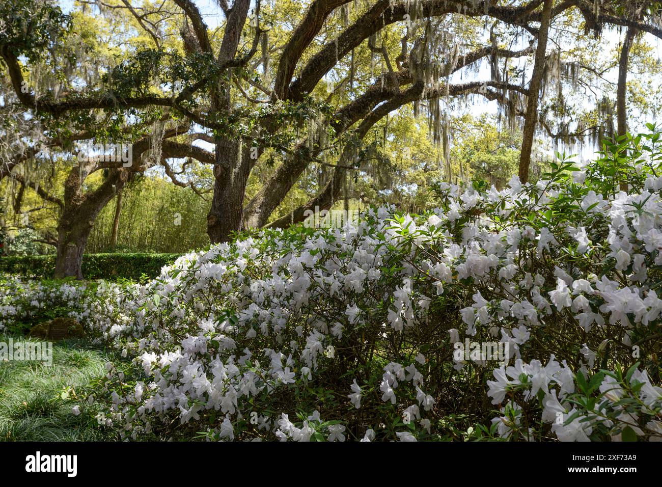 Azaleas blue trees hi-res stock photography and images - Alamy