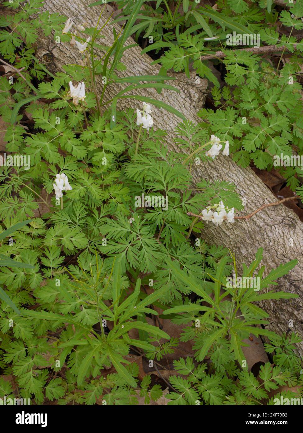 Dutchman's breeches in bloom, spring, John James Audubon State Park ...
