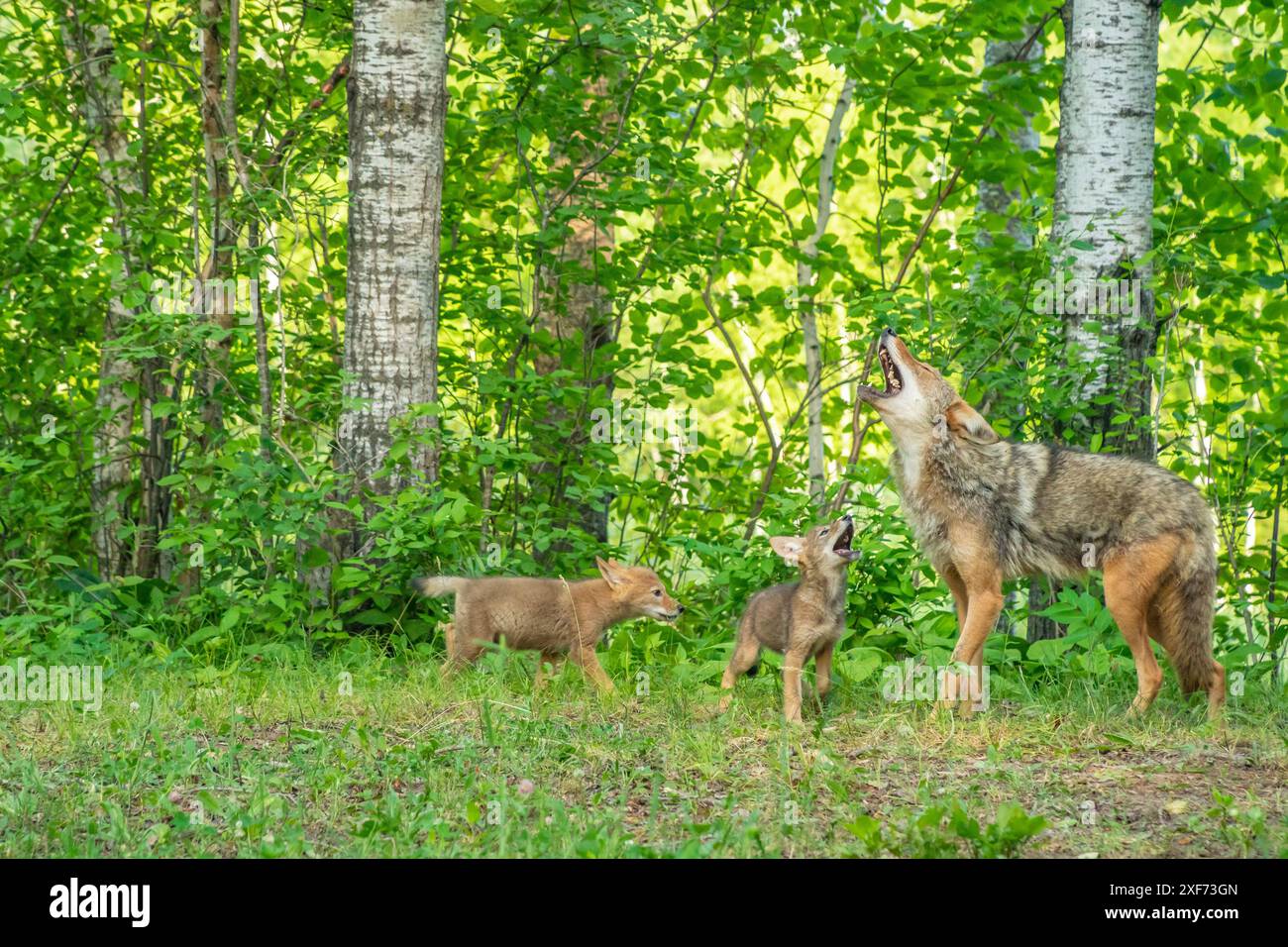 USA, Minnesota. Howling coyote adult and pups Stock Photo - Alamy