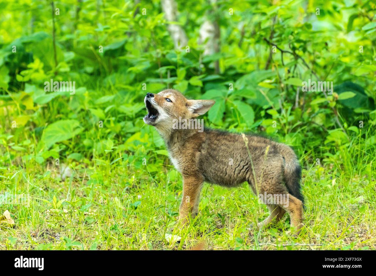 Coyote pup howling hi-res stock photography and images - Alamy