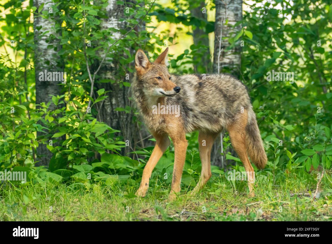 USA, Minnesota. Captive adult coyote Stock Photo - Alamy