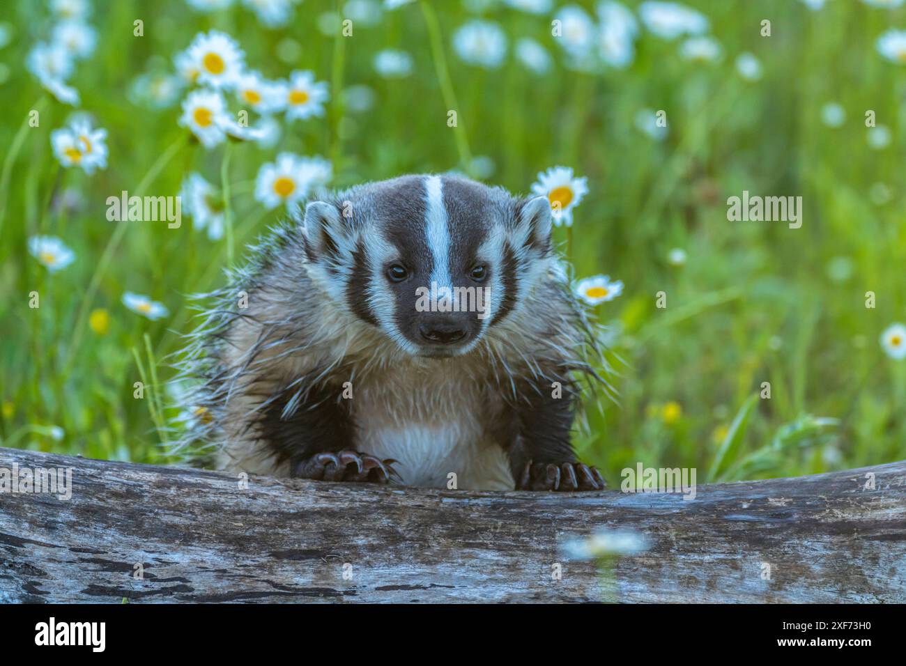 Badger on log hi-res stock photography and images - Alamy