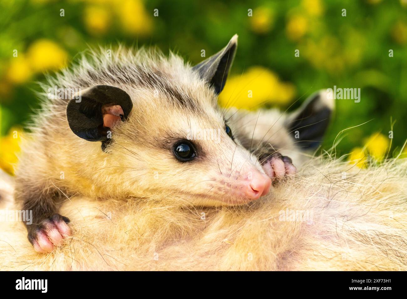 USA, Minnesota. Captive baby opossum on mother's back Stock Photo - Alamy
