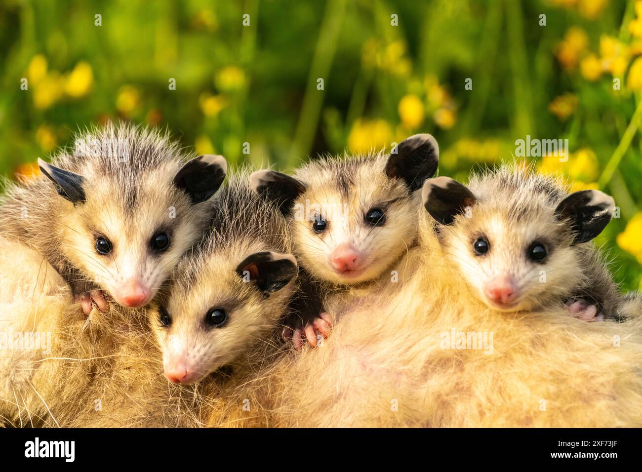USA, Minnesota. Captive baby opossums on mother's back Stock Photo - Alamy