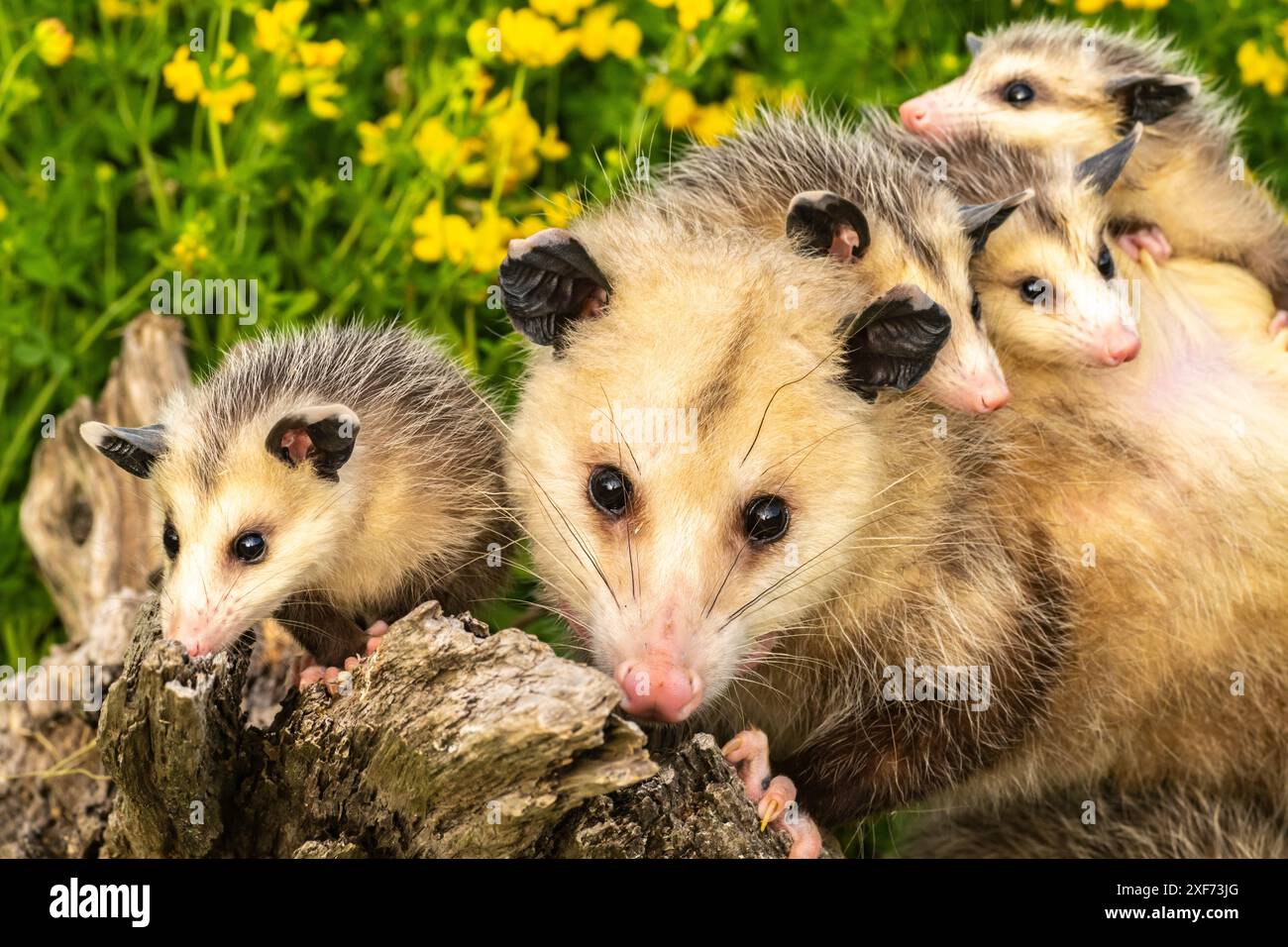 USA, Minnesota. Captive opossum mother carrying babies on back Stock ...