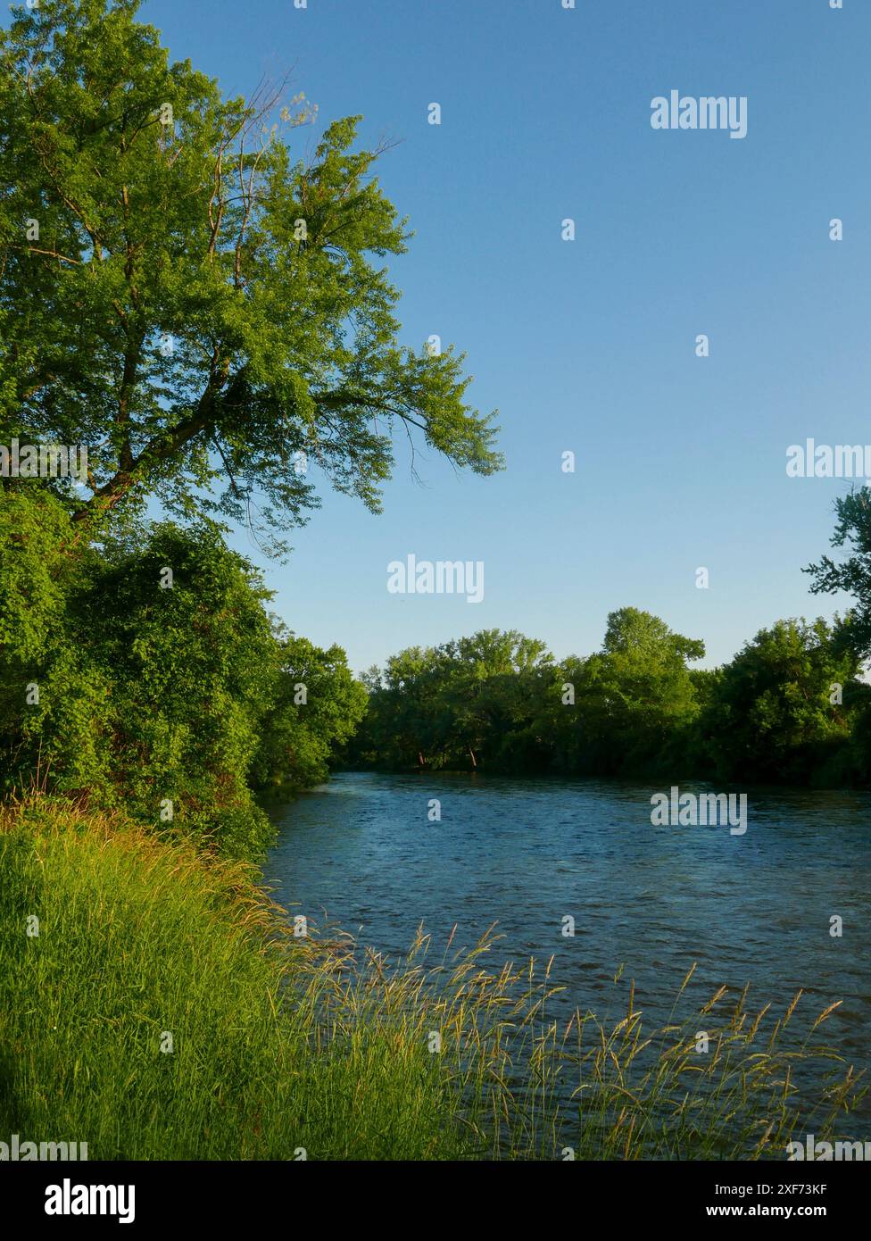 Cannon River and trees, early morning, Cannon Falls, Minnesota ...