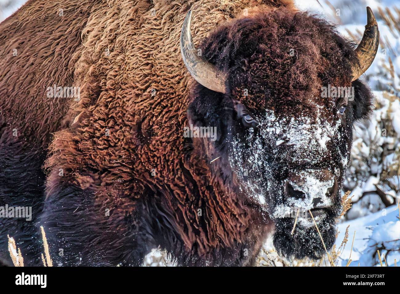 Northern range of Yellowstone National Park Stock Photo - Alamy