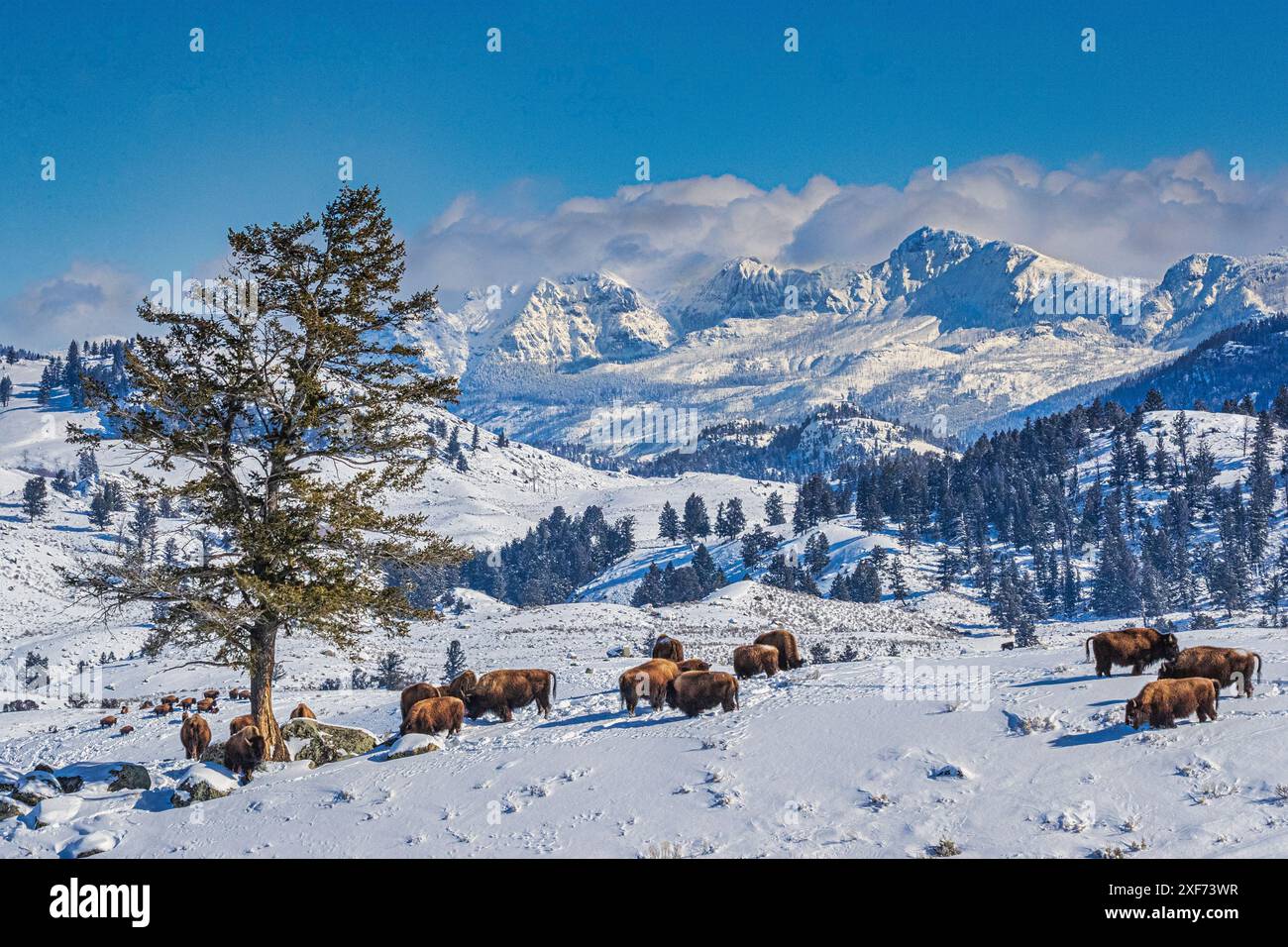 Buffalo in winter in the Northern Range of Yellowstone National Park ...